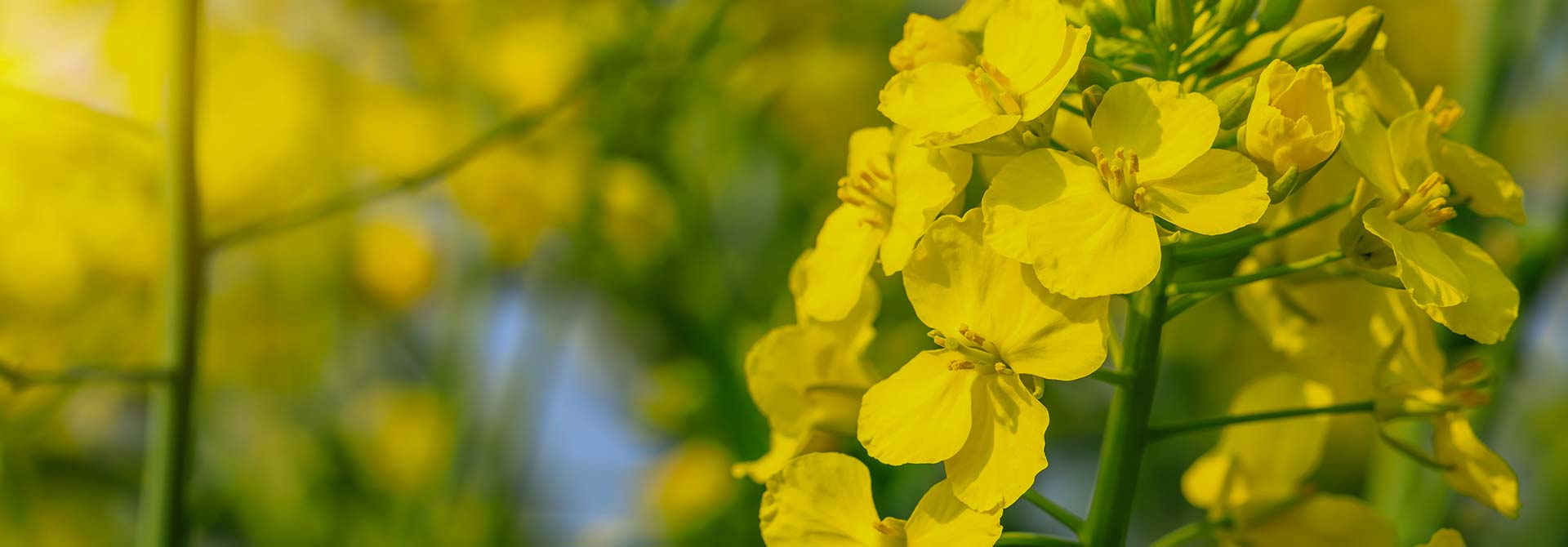 Środki ochrony roślin, dystrybutor nawozów specjalistycznych i ...