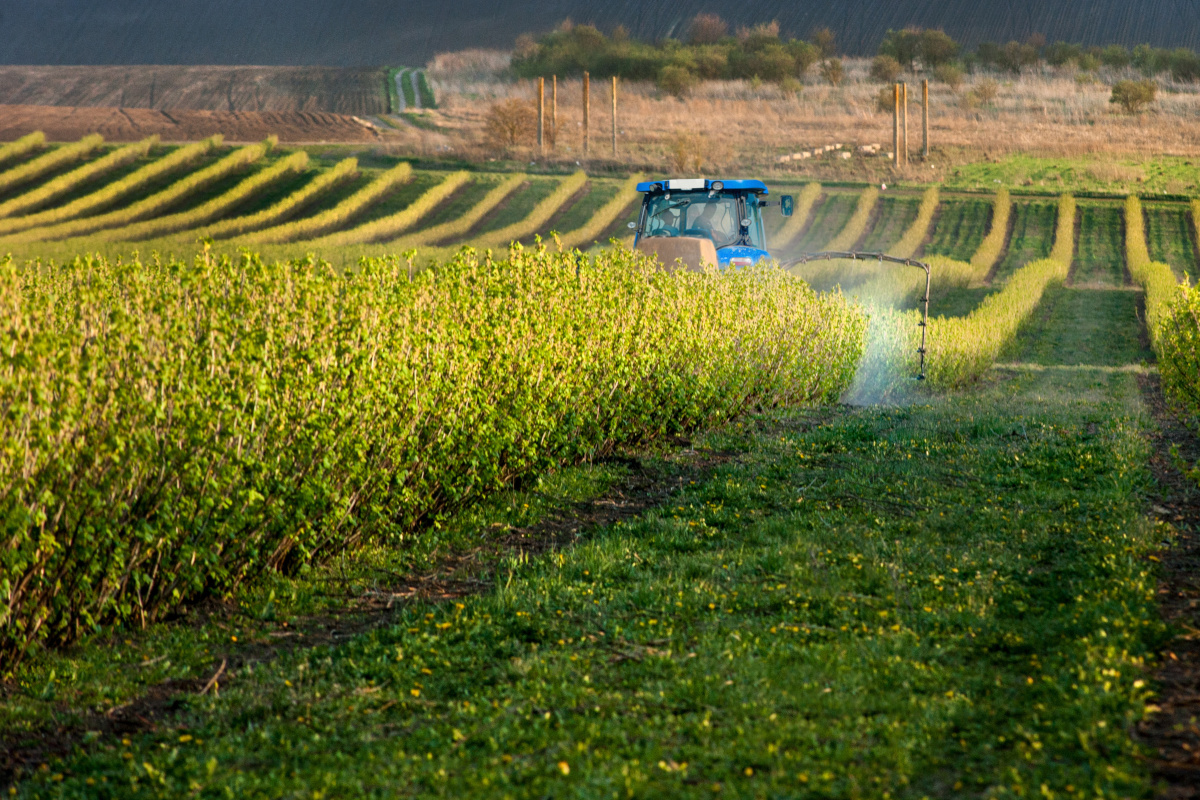 Ochrona roślin jagodowych przed szkodnikami - Sumi Agro Poland